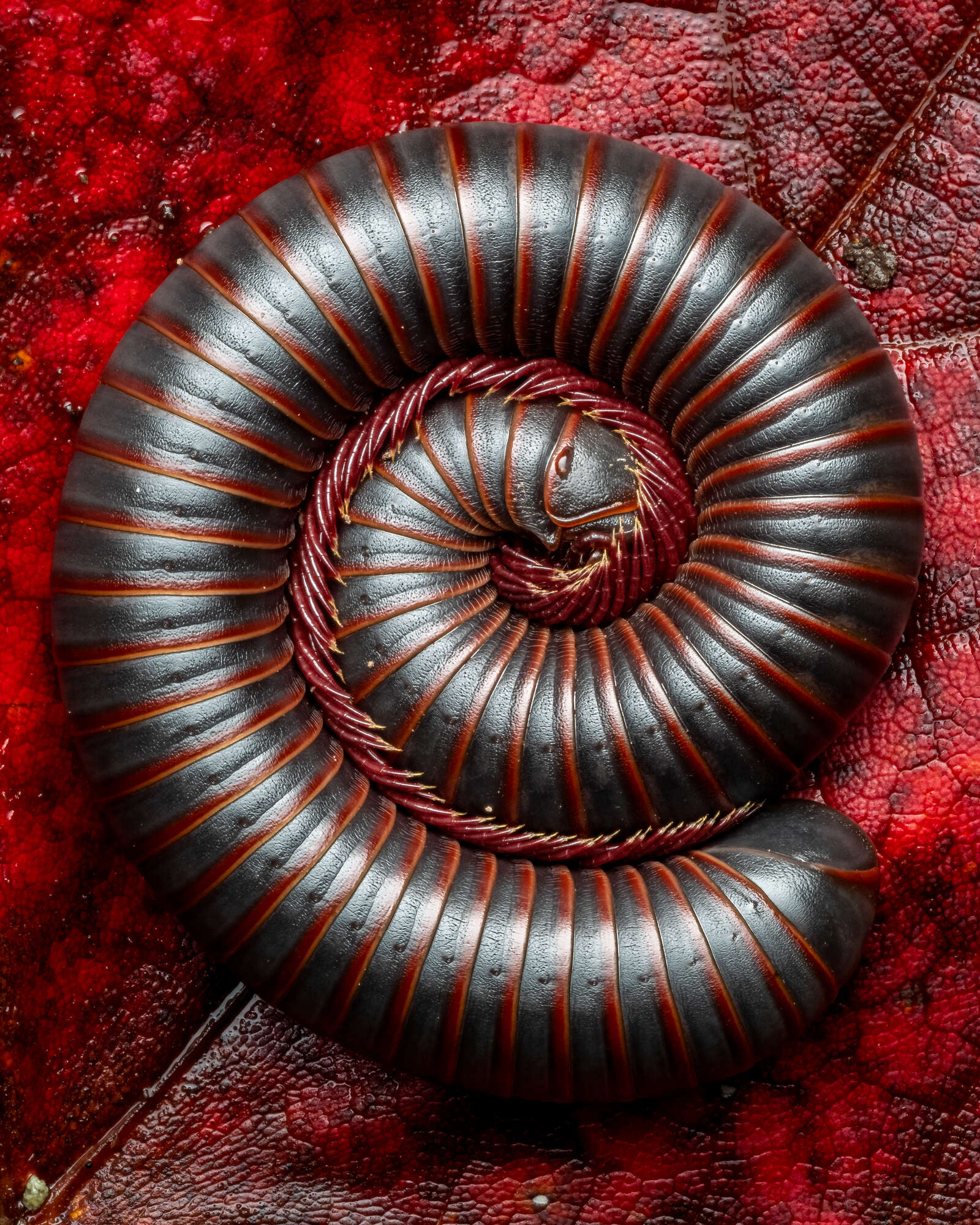 Photography with OM-D + M.Zuiko 60mm Macro | OM SYSTEM Photography with OM-D + M.Zuiko 60mm Macro | OM SYSTEM