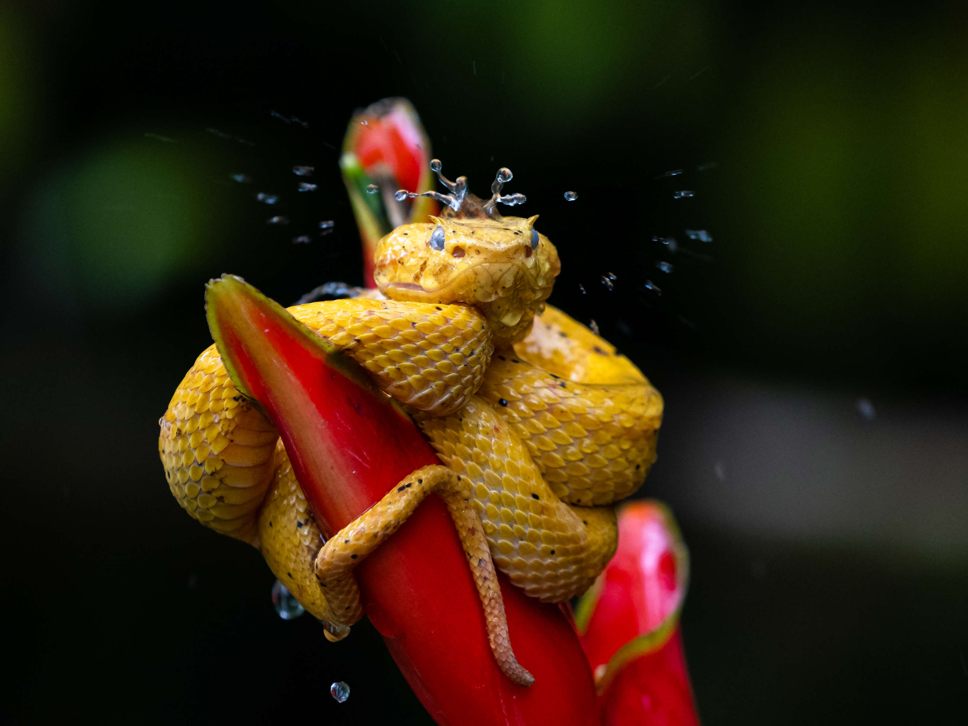 PRO STORIES: ANDREW DESIDERIO | OM SYSTEM