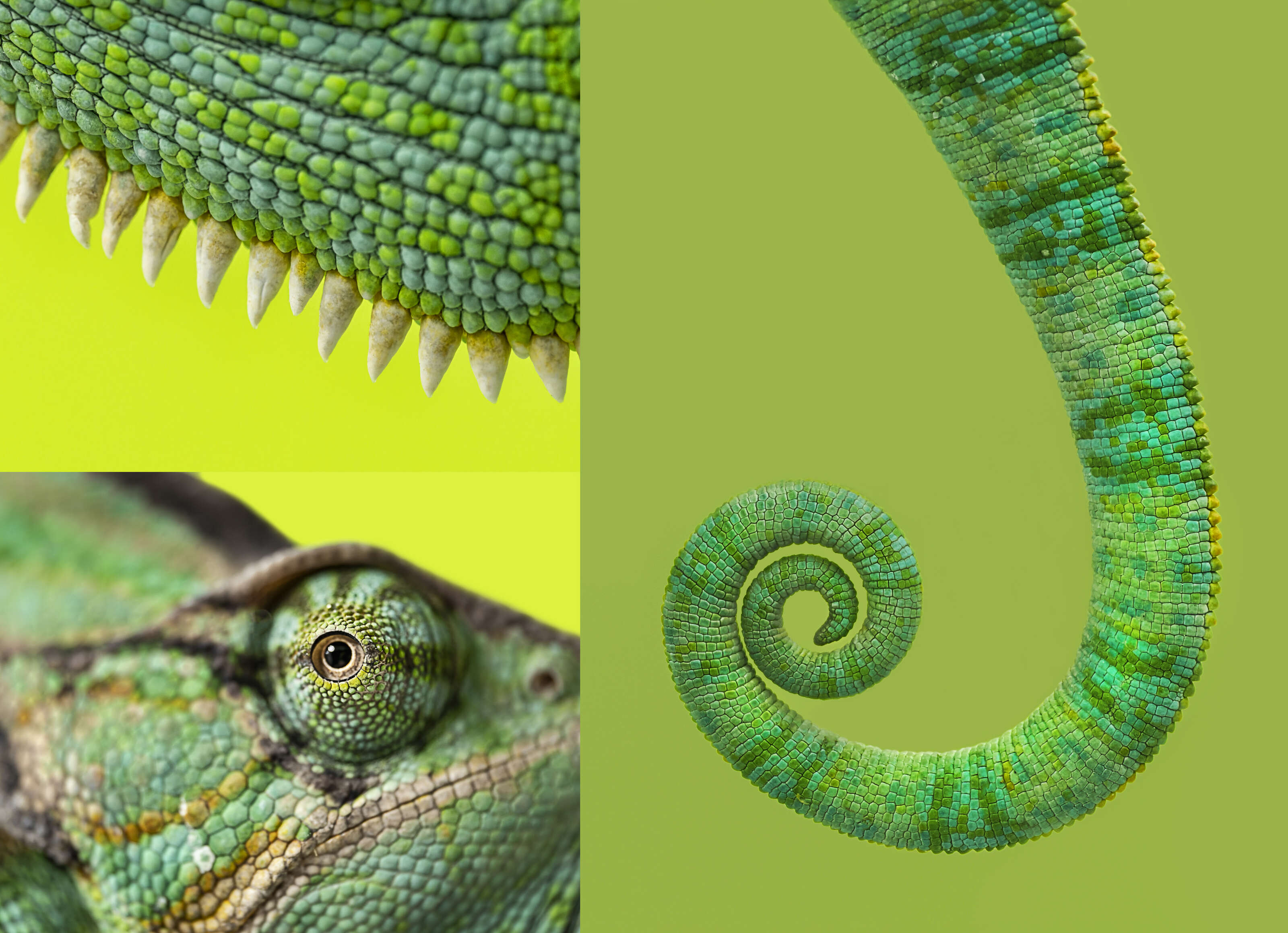 First Impression of the M.Zuiko ED 90mm F3.5 Macro IS PRO | OM SYSTEM