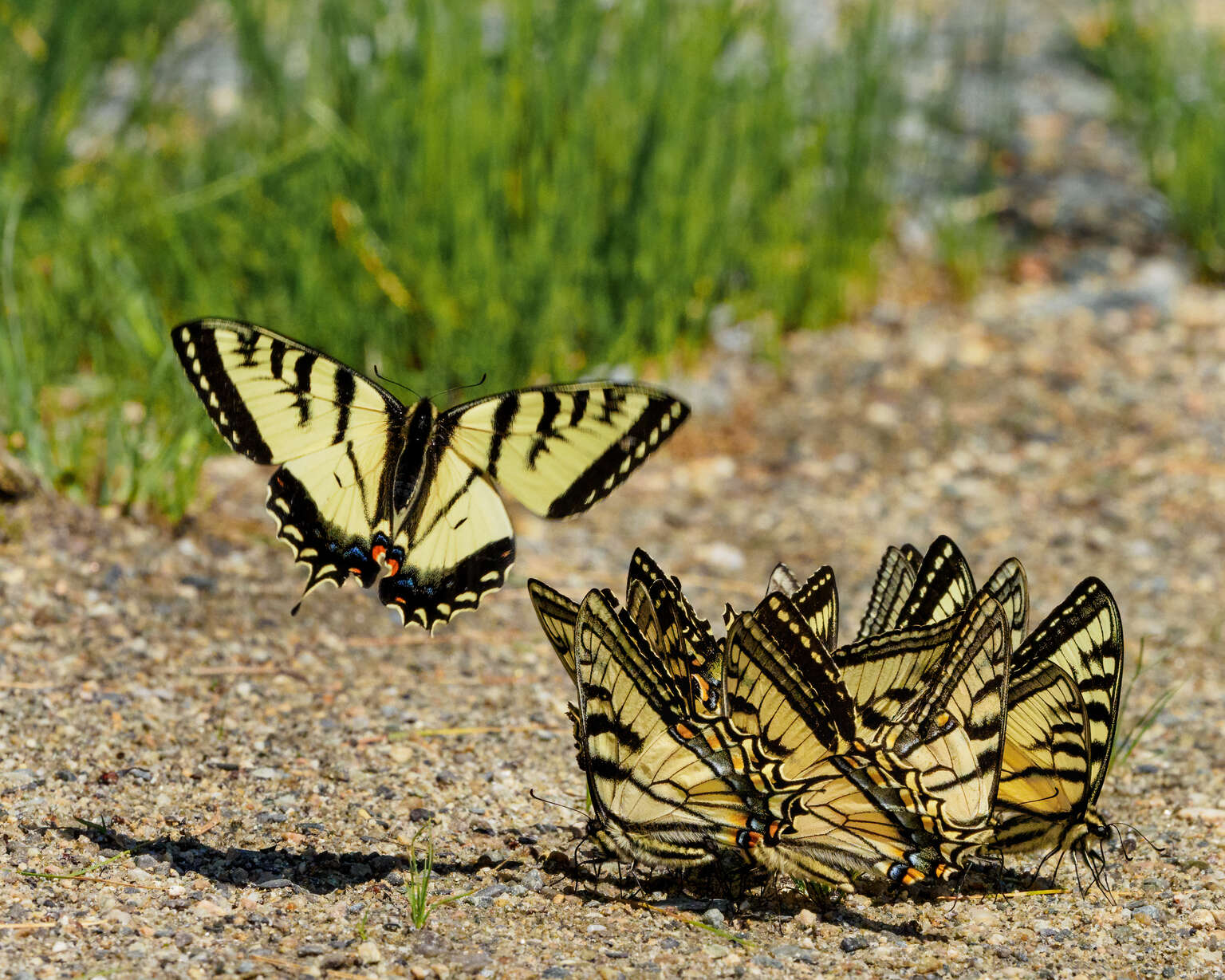 11 Tips for Photographing Butterflies | OM SYSTEM