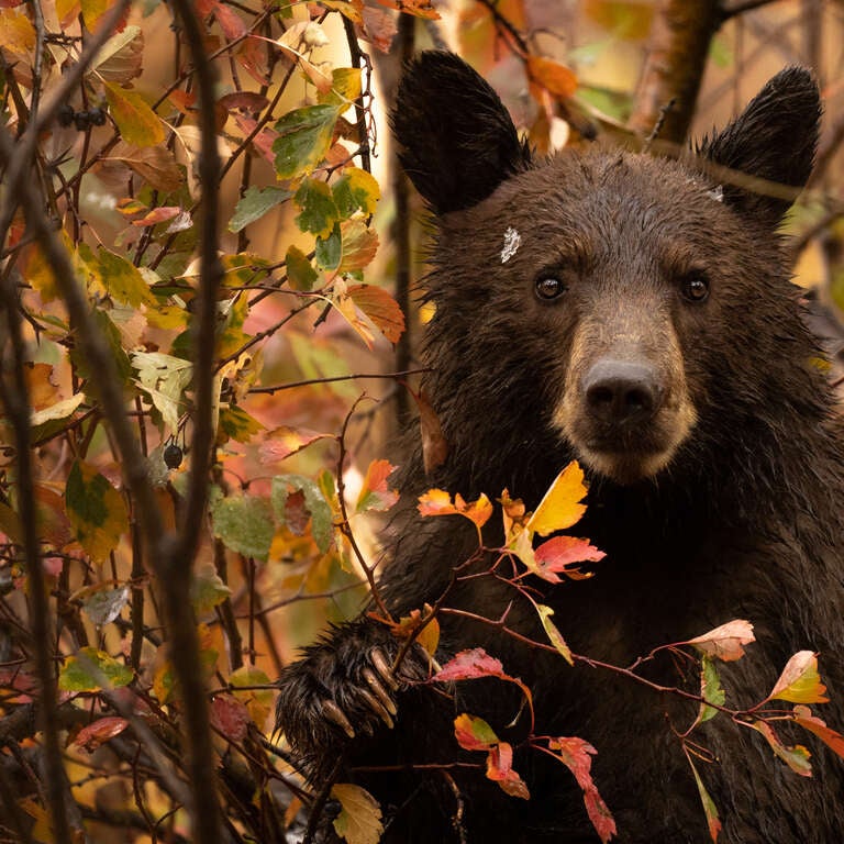Capturing Bears: Behind the Lens | OM SYSTEM