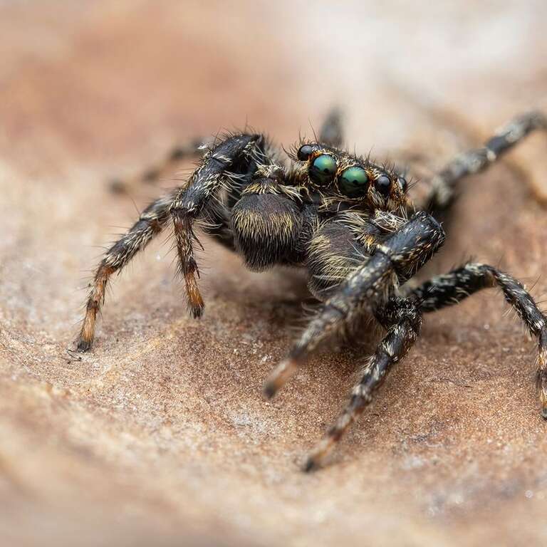 TG-7 Focus Stacking & Bracketing | OM SYSTEM