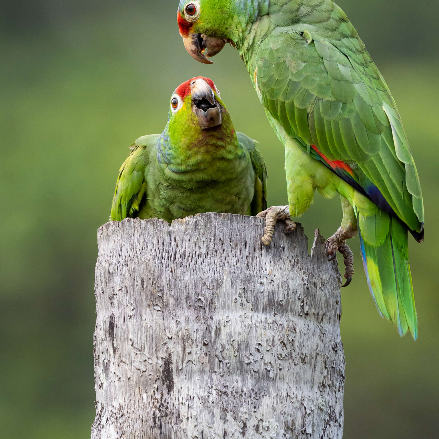 BIRD PHOTOGRAPHY WITH PRO CAPTURE | OM SYSTEM