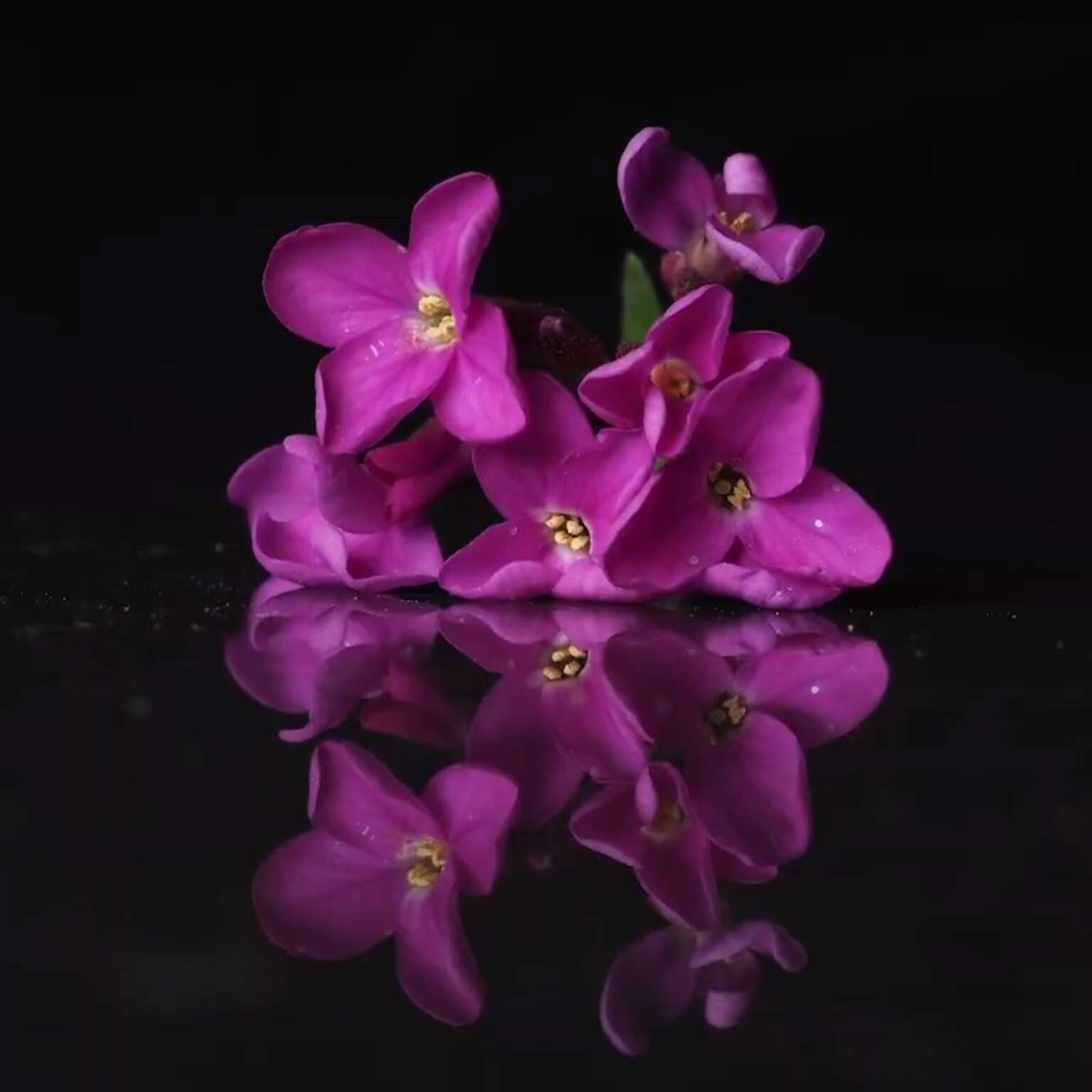 10 TIPS FOR FANTASTIC FLOWER PHOTOGRAPHY | OM SYSTEM