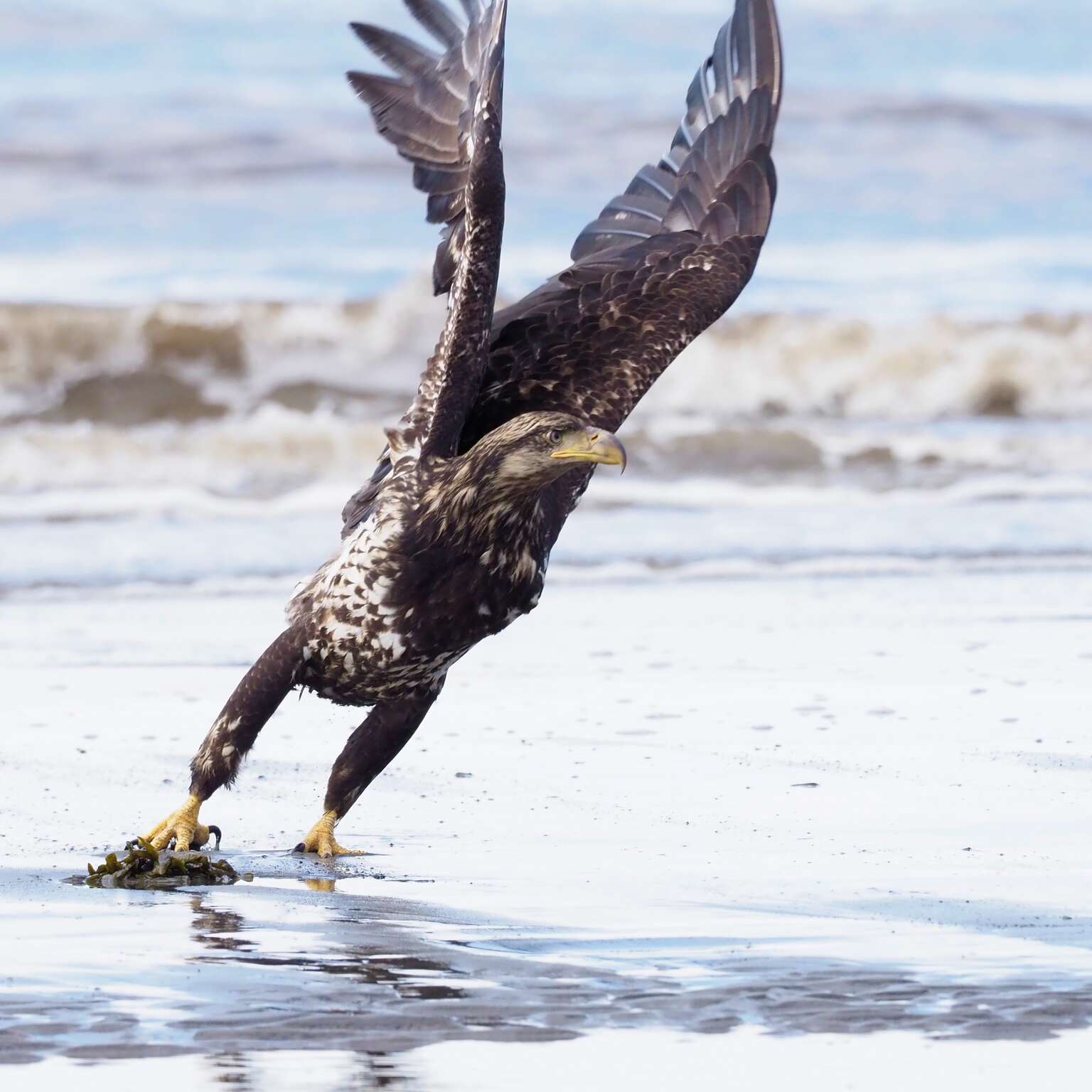 Pro Capture Mode | OM SYSTEM