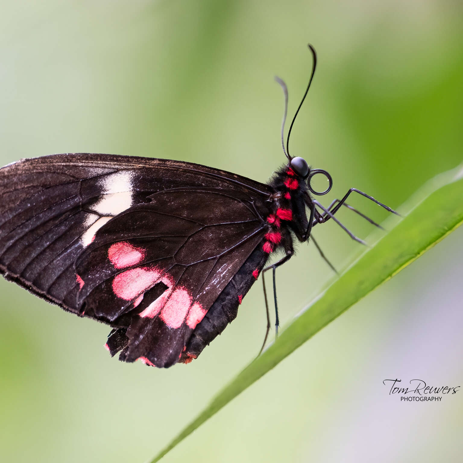 11 Tips for Photographing Butterflies | OM SYSTEM
