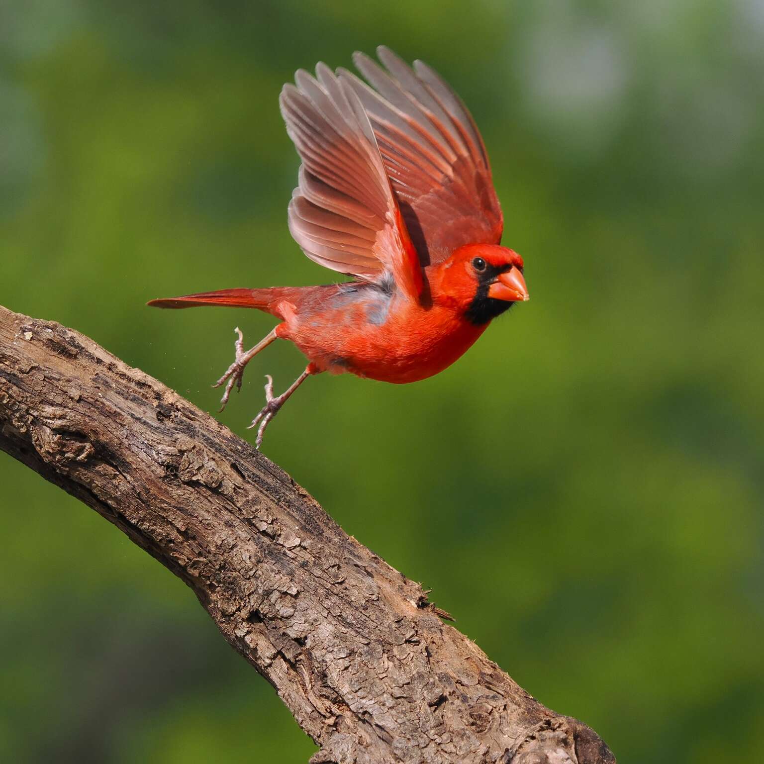 Pro Capture Mode | OM SYSTEM