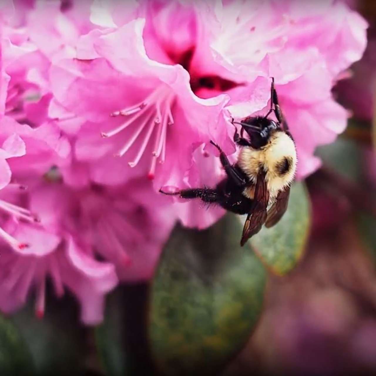 Focus Bracketing & Stacking | OM SYSTEM