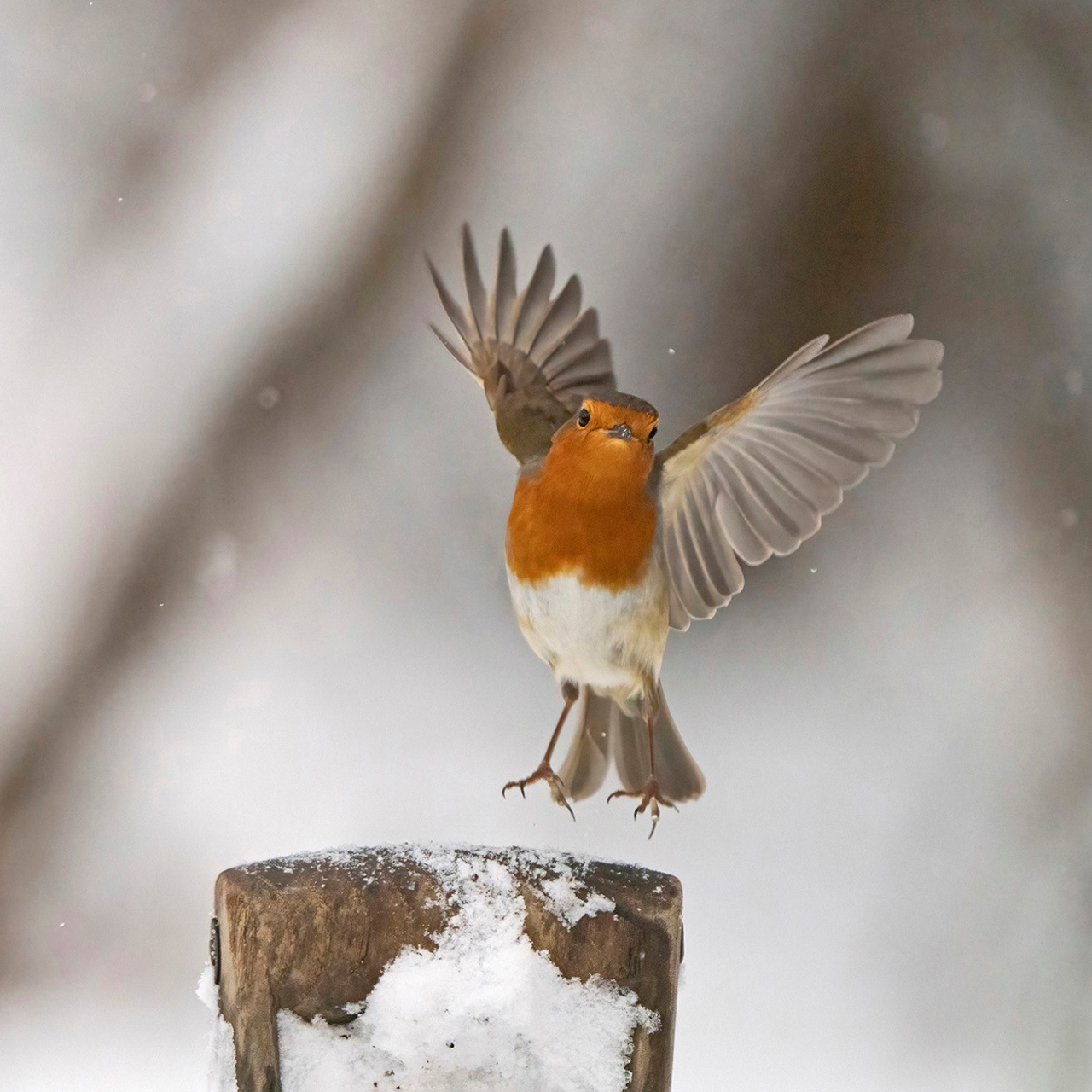 Pro Capture Mode | OM SYSTEM