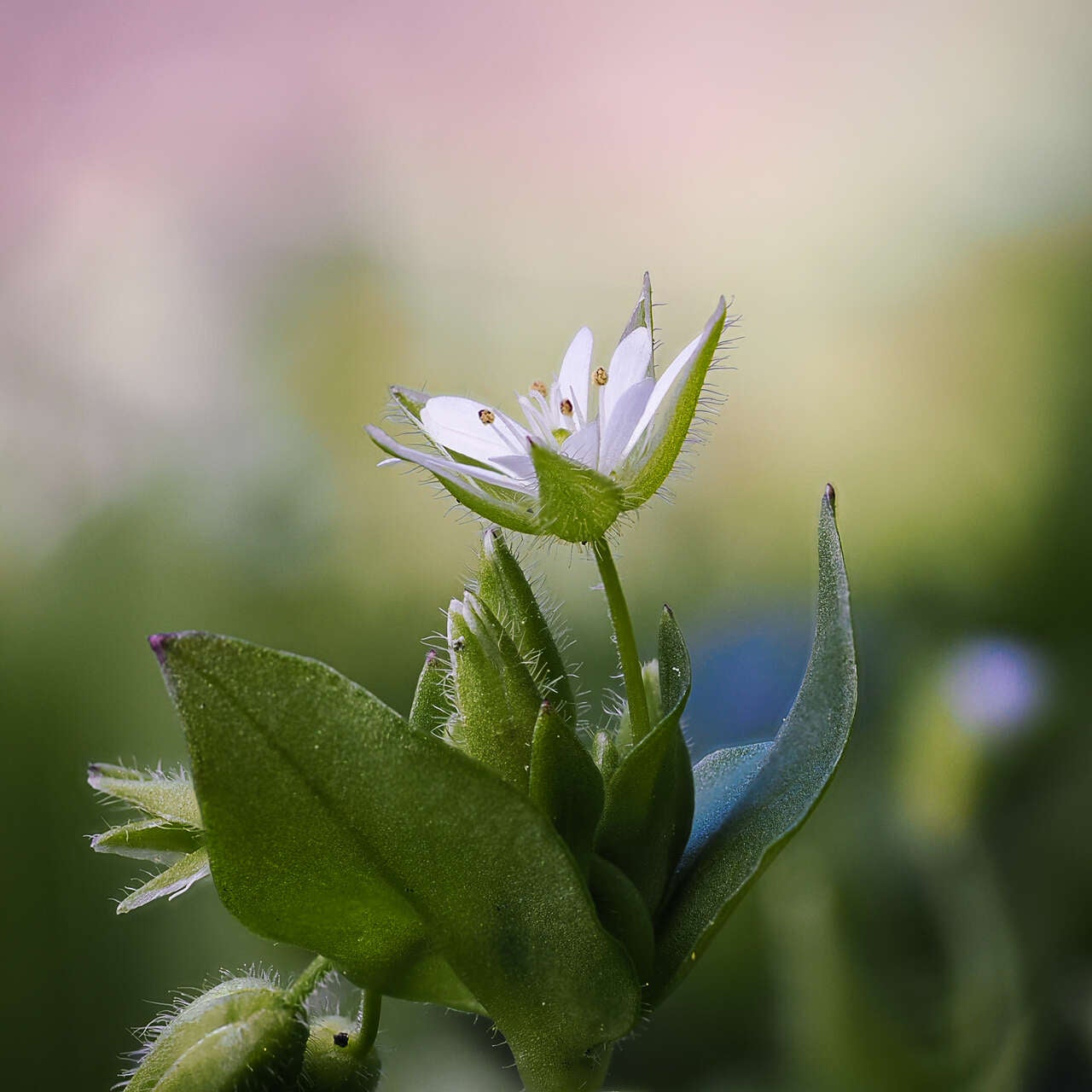 Focus Bracketing & Stacking | OM SYSTEM