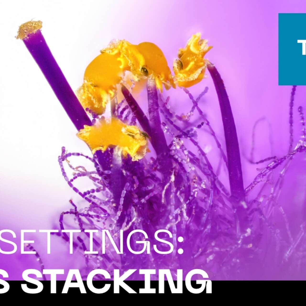 Focus Bracketing & Stacking | OM SYSTEM