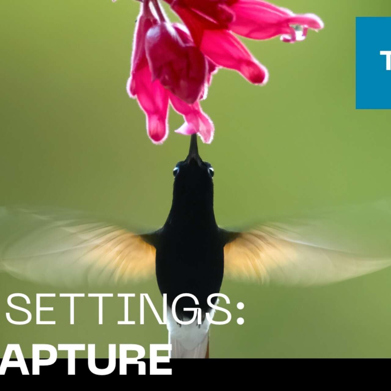 Pro Capture Mode | OM SYSTEM