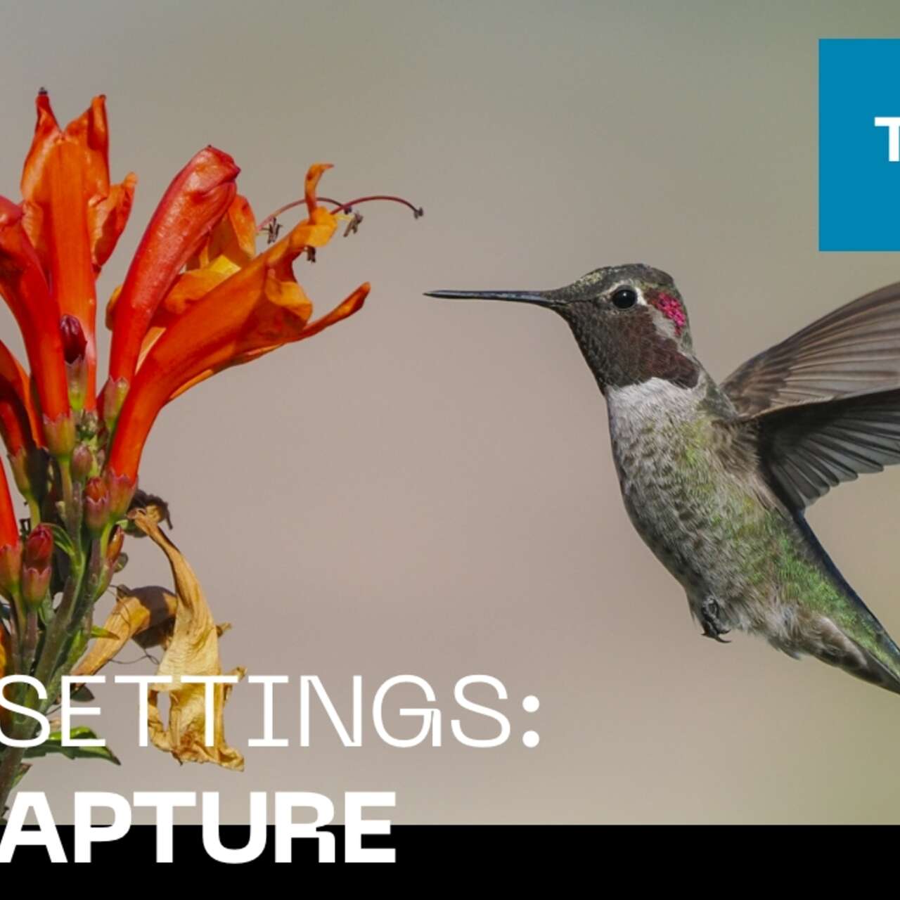 Pro Capture Mode | OM SYSTEM