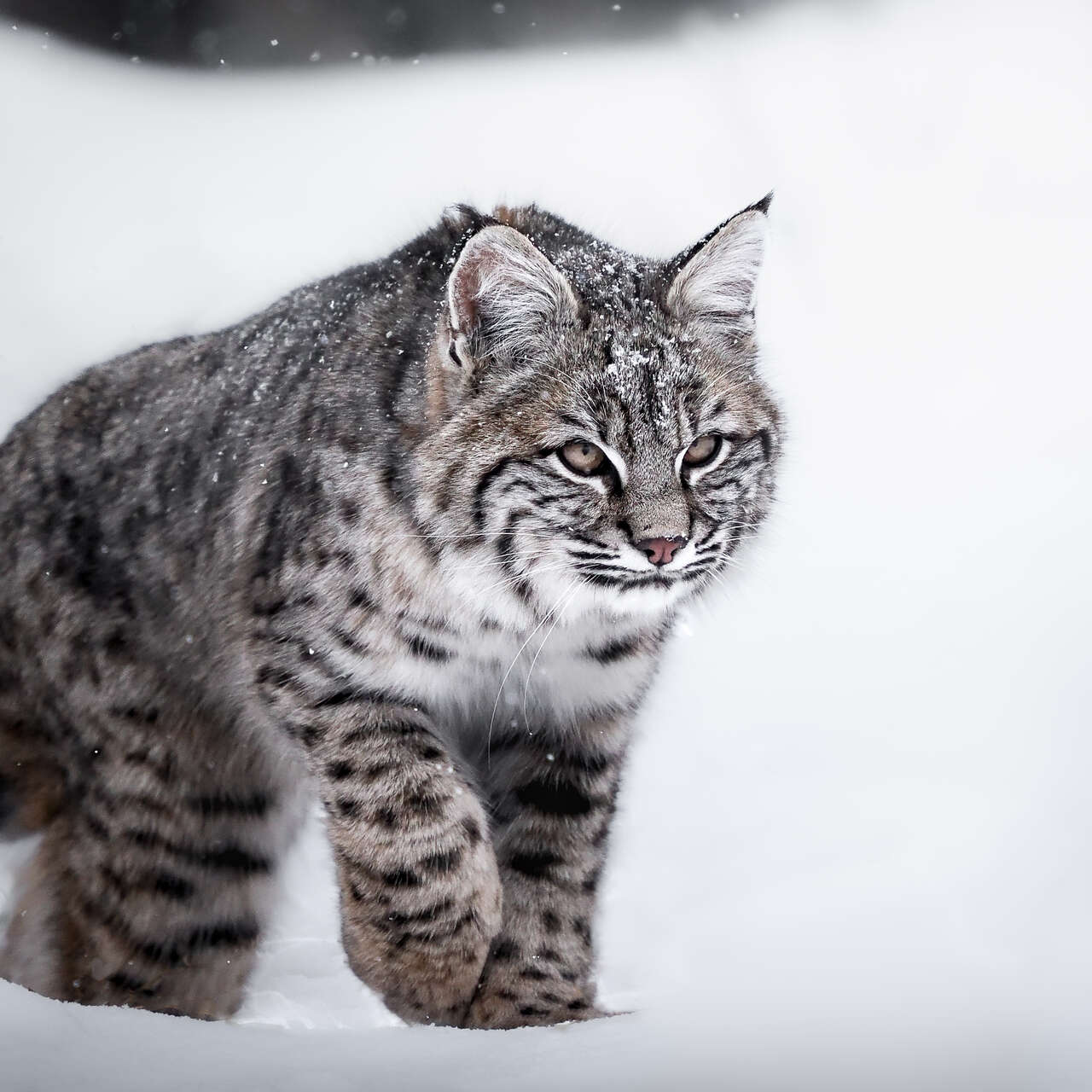 Optimizing Camera Settings for Wildlife Photography | OM SYSTEM