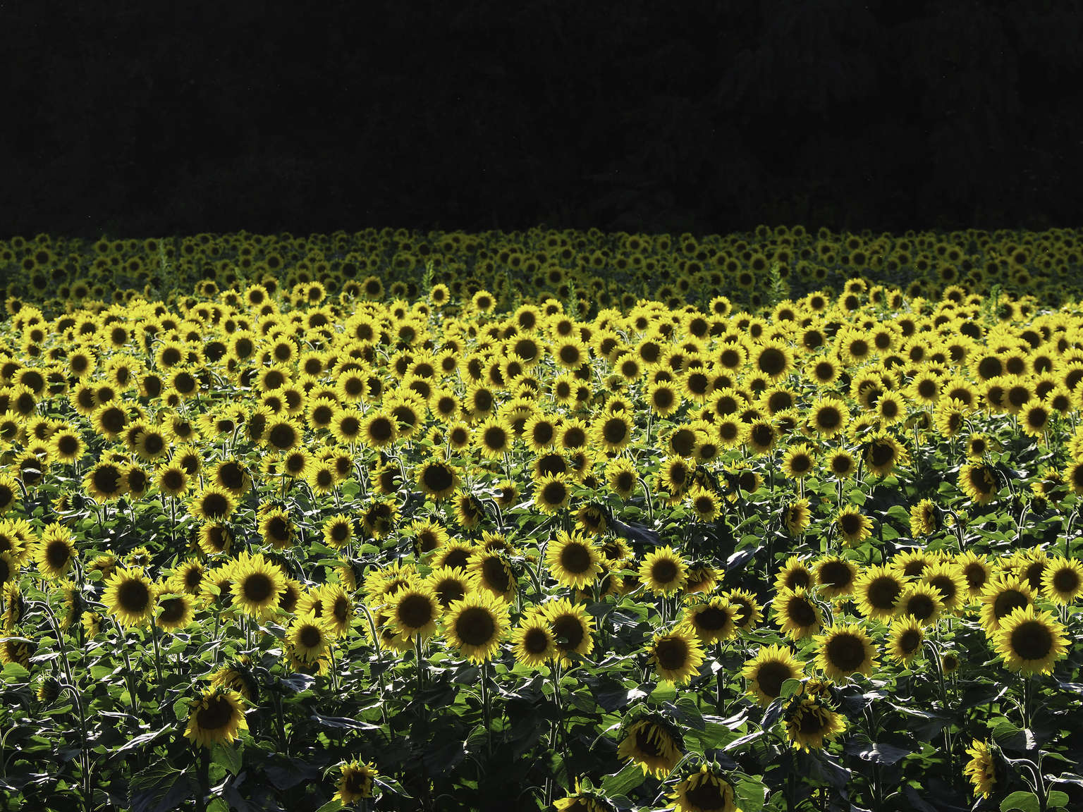10 Tips for Great Sunflower Photography | OM SYSTEM