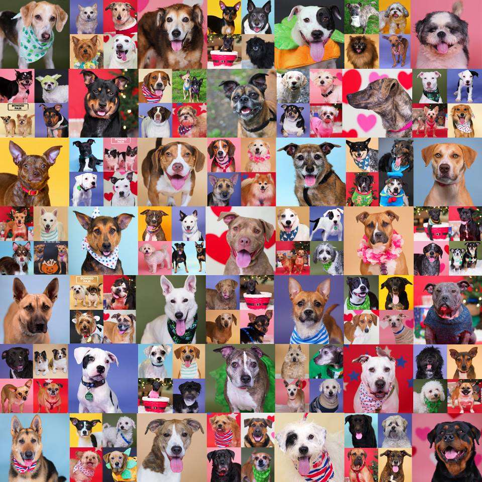 Finding Forever Homes Through Rescue Photography | OM SYSTEM