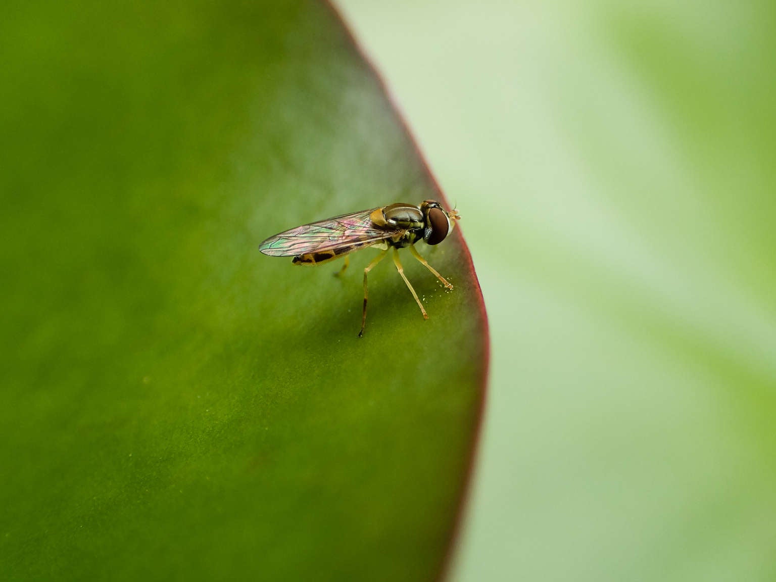 9 Tips for Macro Insect Photography | OM SYSTEM
