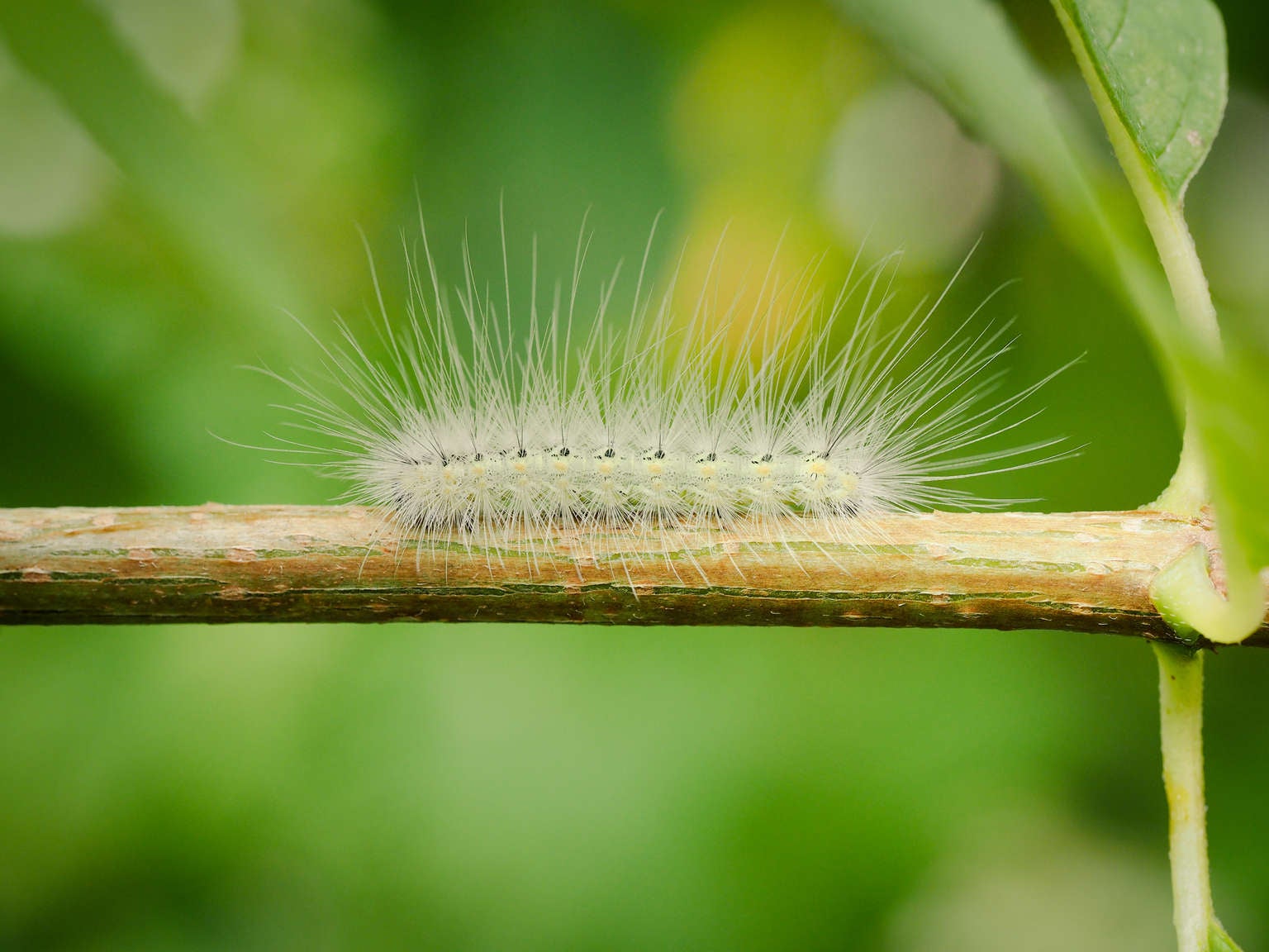 9 Tips for Macro Insect Photography | OM SYSTEM