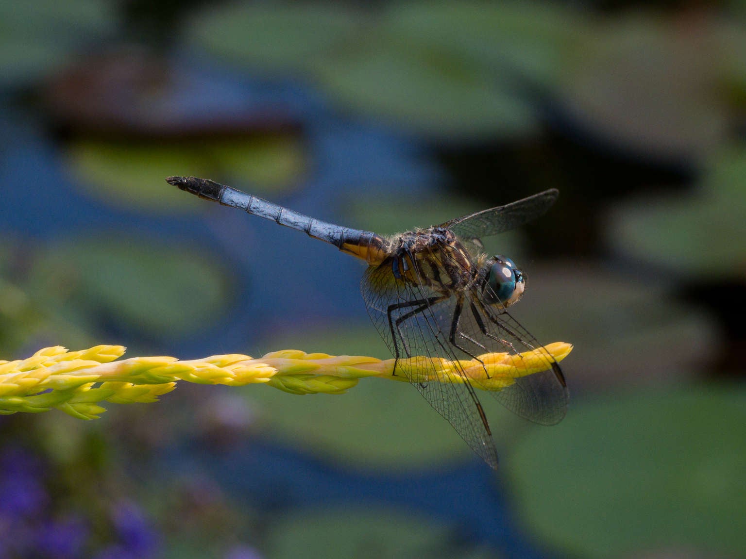 9 Tips for Macro Insect Photography | OM SYSTEM