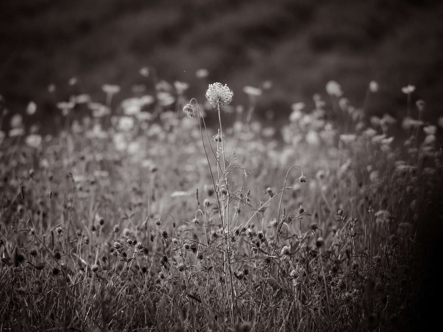 10 TIPS FOR FANTASTIC FLOWER PHOTOGRAPHY | OM SYSTEM