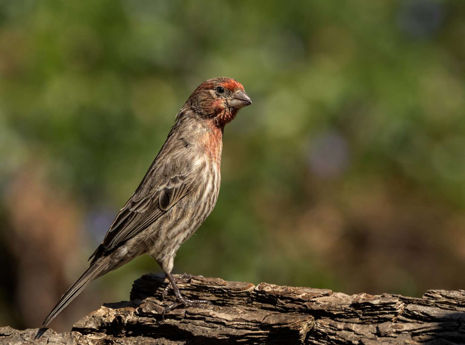 Bird Photography from Your Backyard | OM SYSTEM