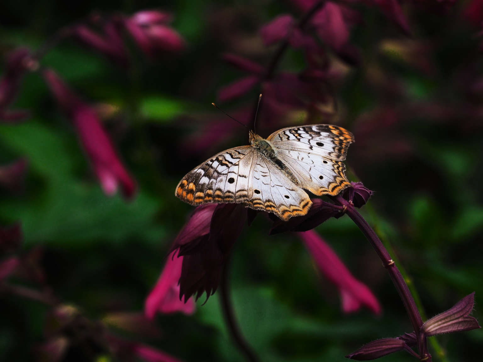 10 Tips for Amazing Butterfly Photos | OM SYSTEM