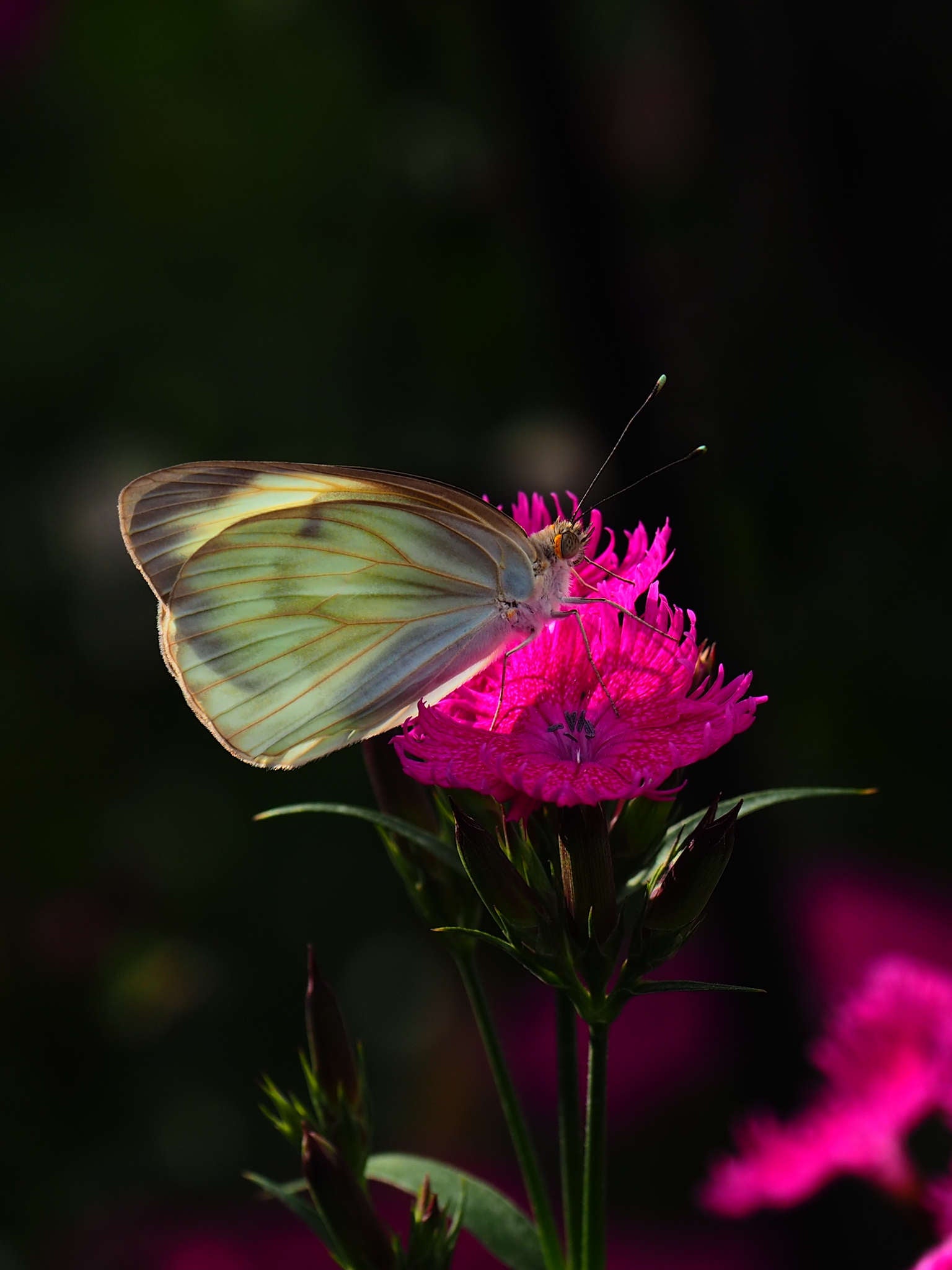 10 Tips for Amazing Butterfly Photos | OM SYSTEM