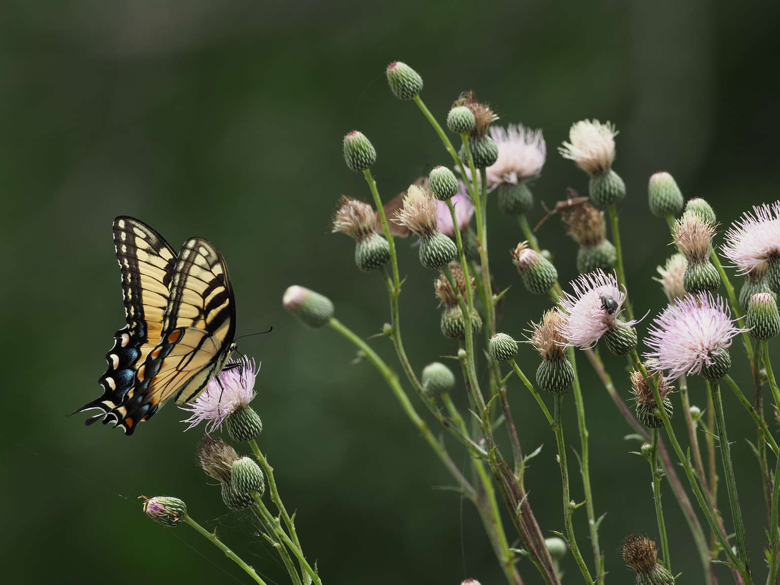 10 Tips for Amazing Butterfly Photos | OM SYSTEM