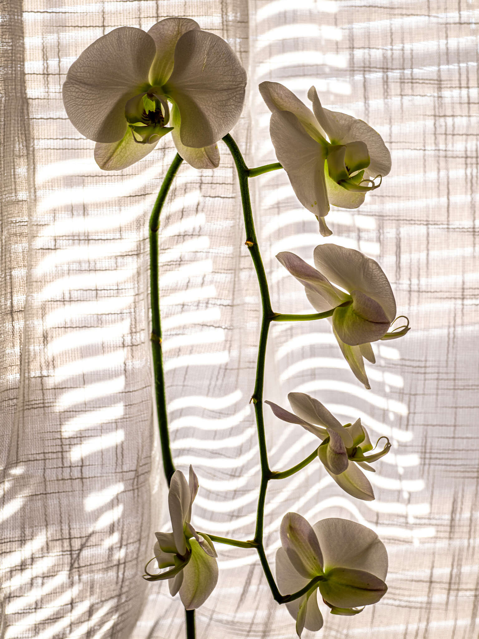 Window Light Studio | OM SYSTEM