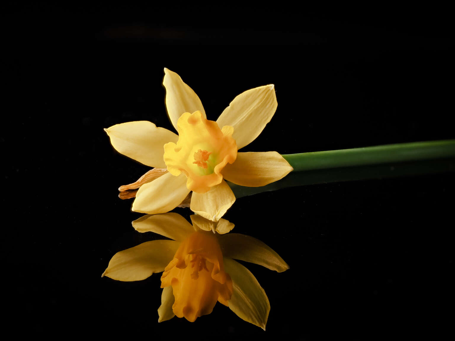 10 TIPS FOR FANTASTIC FLOWER PHOTOGRAPHY | OM SYSTEM