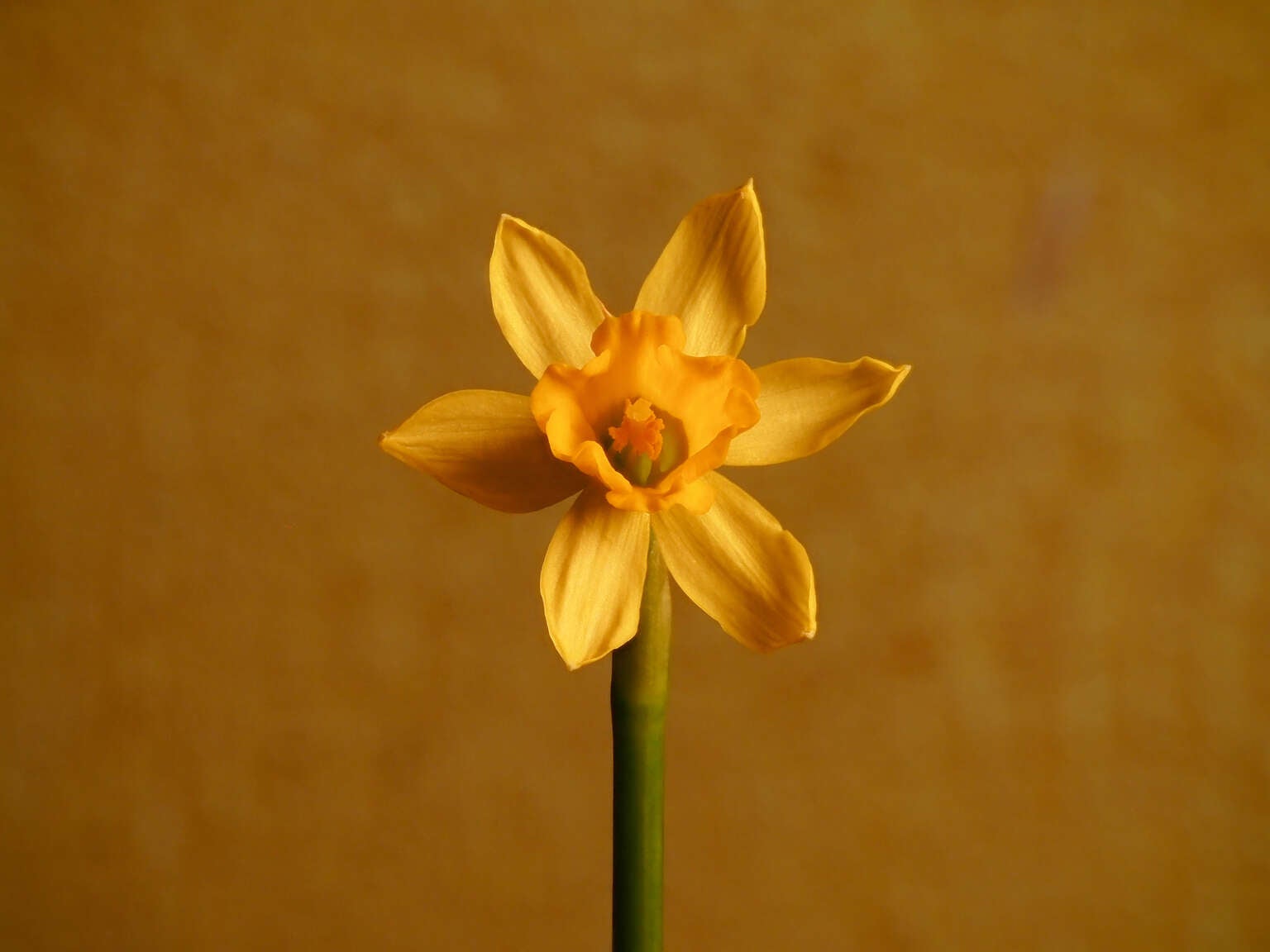 10 TIPS FOR FANTASTIC FLOWER PHOTOGRAPHY | OM SYSTEM