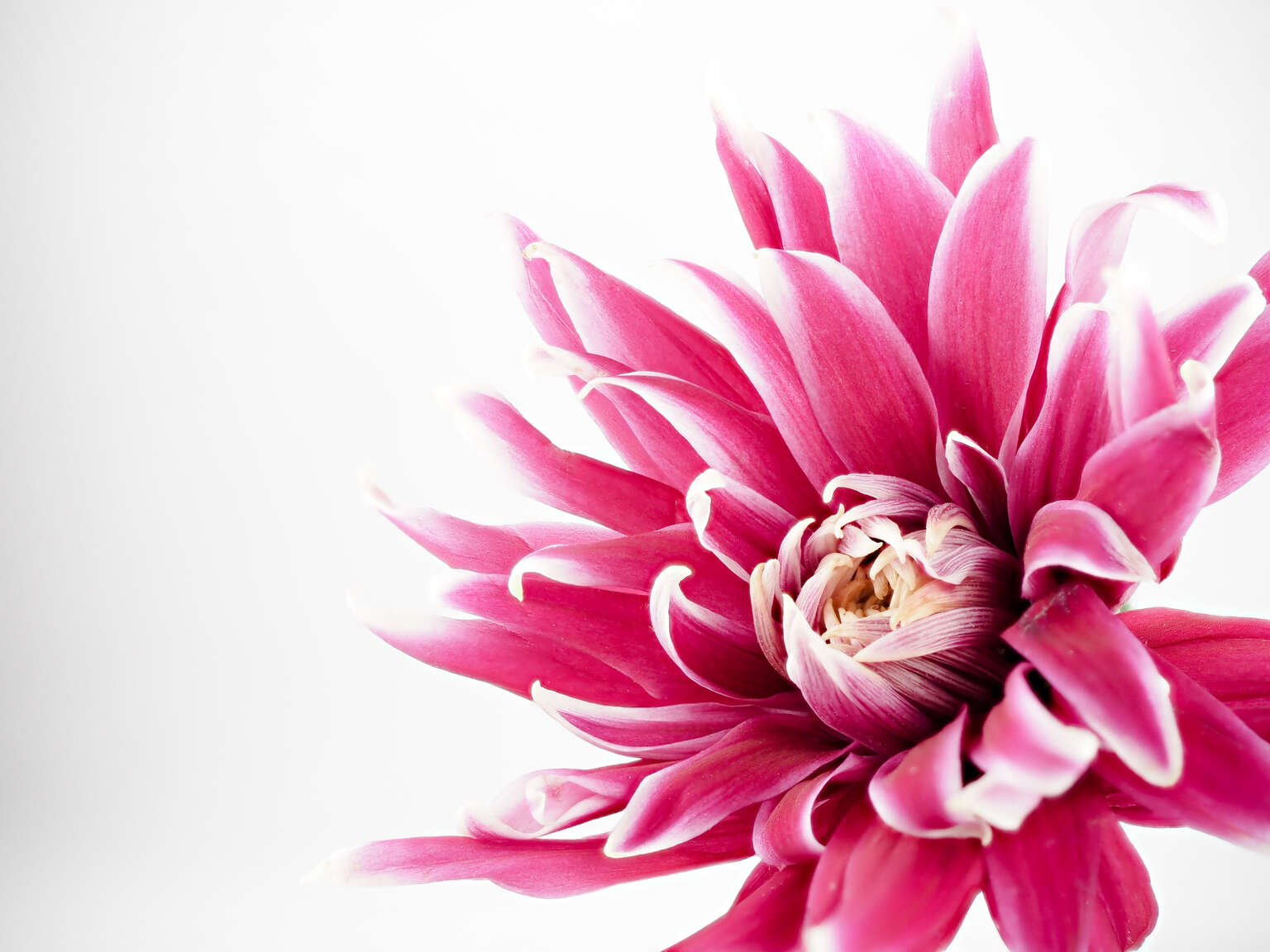 10 TIPS FOR FANTASTIC FLOWER PHOTOGRAPHY | OM SYSTEM