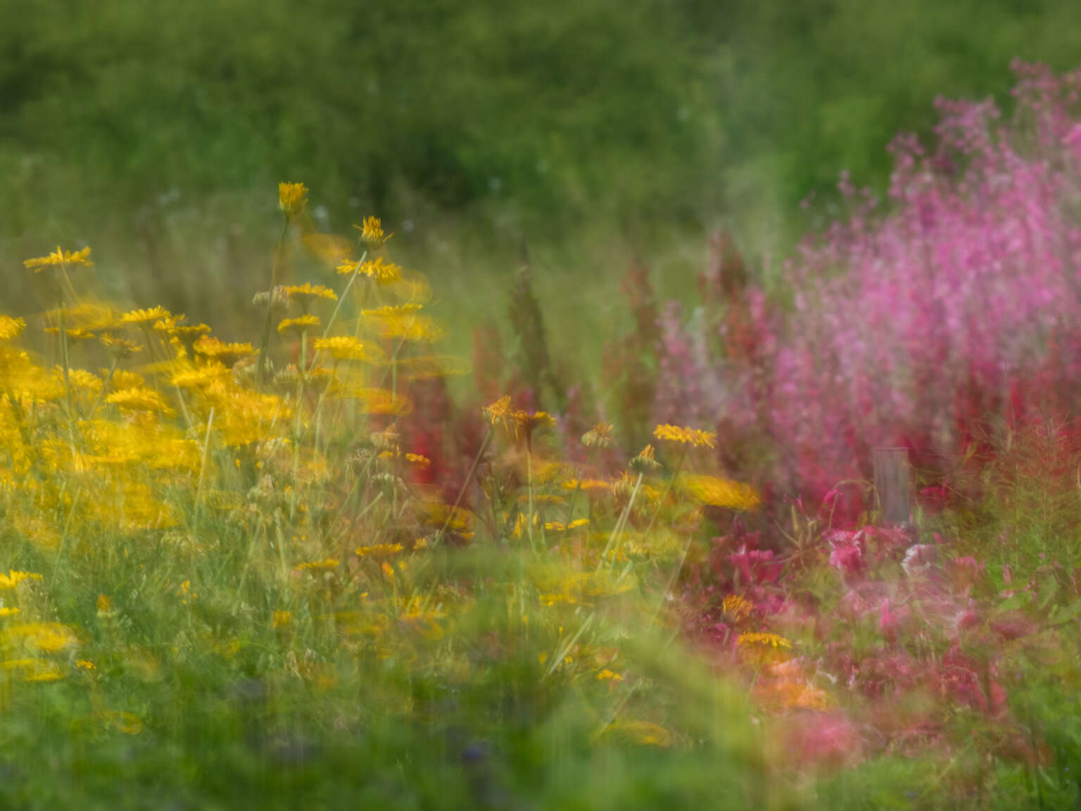 Shake, Twist, Zoom and Pan: Intentional Camera Movement with Olympus ...