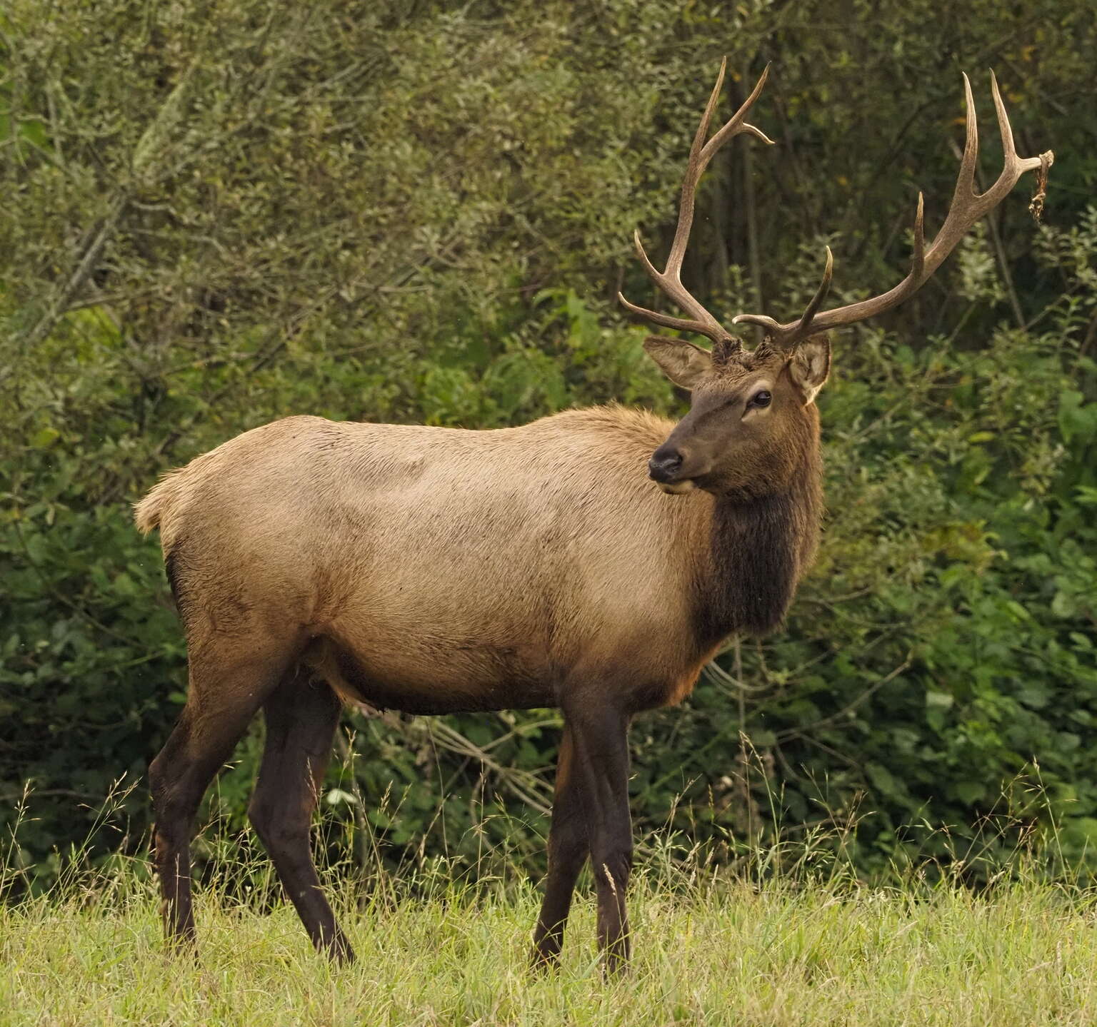 Capturing Elk Photography | OM SYSTEM