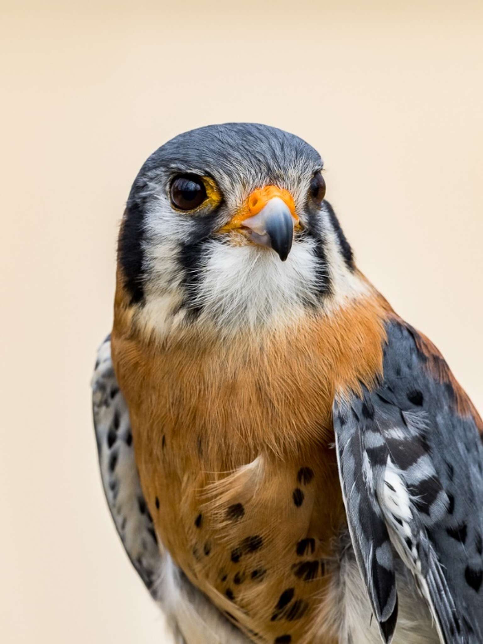 15 Bird Photography Basics | OM SYSTEM