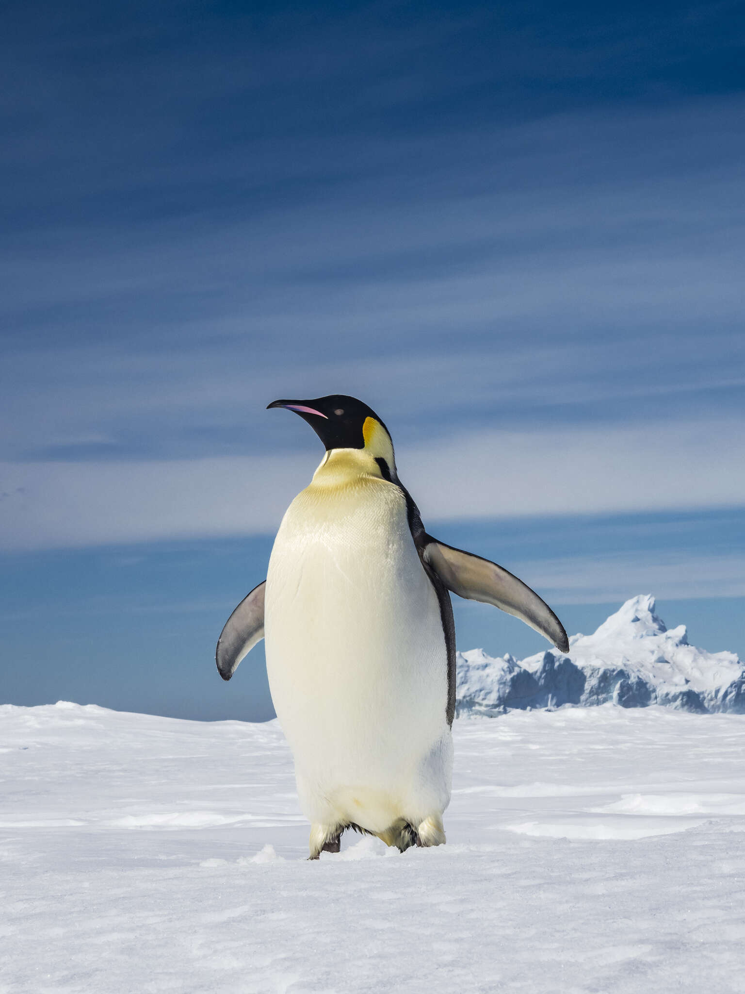 On the Ice with the World's Largest Penguins | Olympus