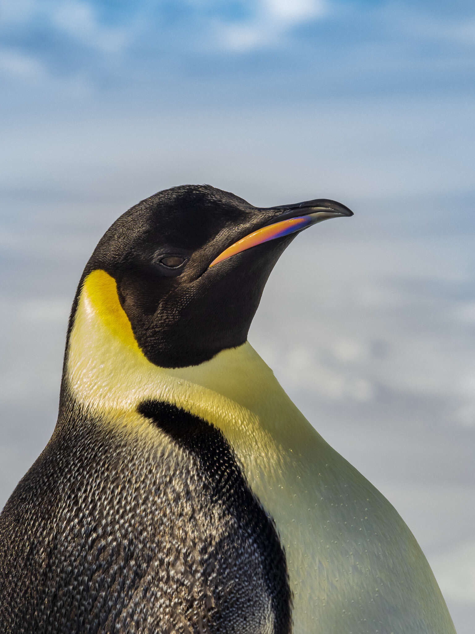 On the Ice with the World's Largest Penguins | Olympus