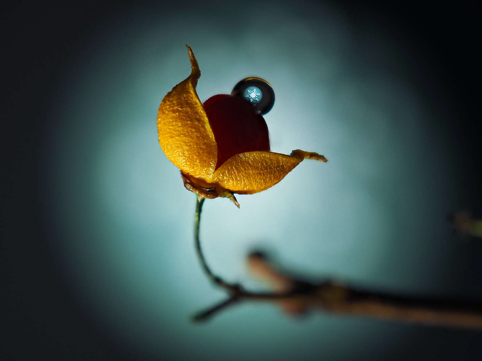 Christmas Refraction | OM SYSTEM