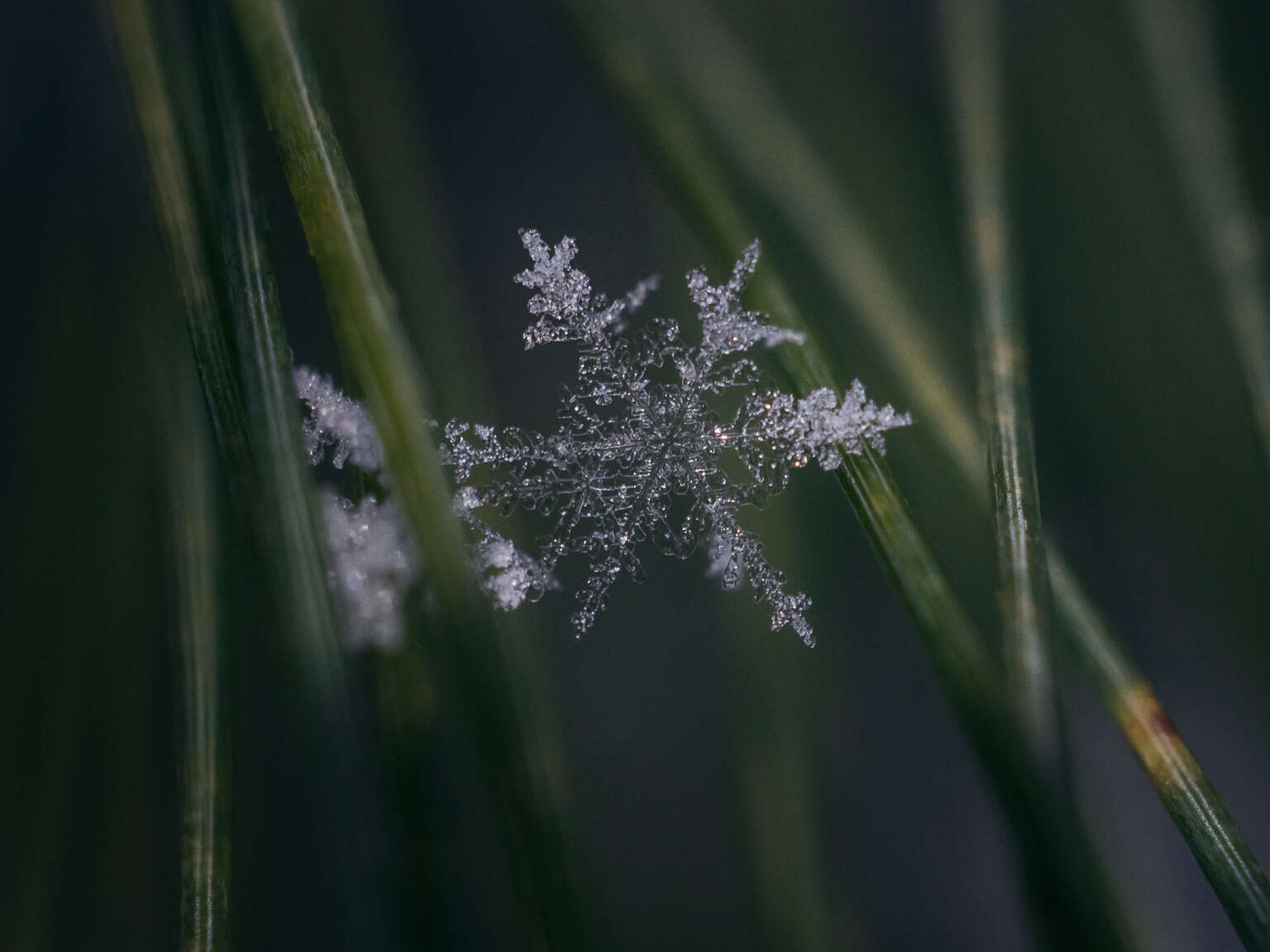 Capturing Snowflakes with the M.Zuiko 30mm F3.5 Macro | OM SYSTEM