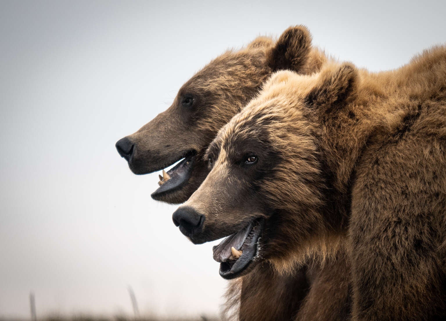 Capturing Bears: Behind the Lens | OM SYSTEM
