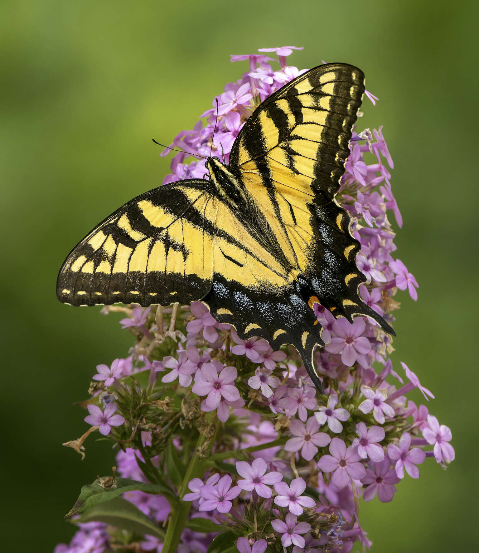 11 Tips for Photographing Butterflies | OM SYSTEM