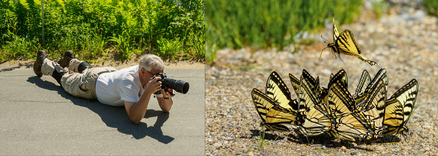 11 Tips for Photographing Butterflies | OM SYSTEM