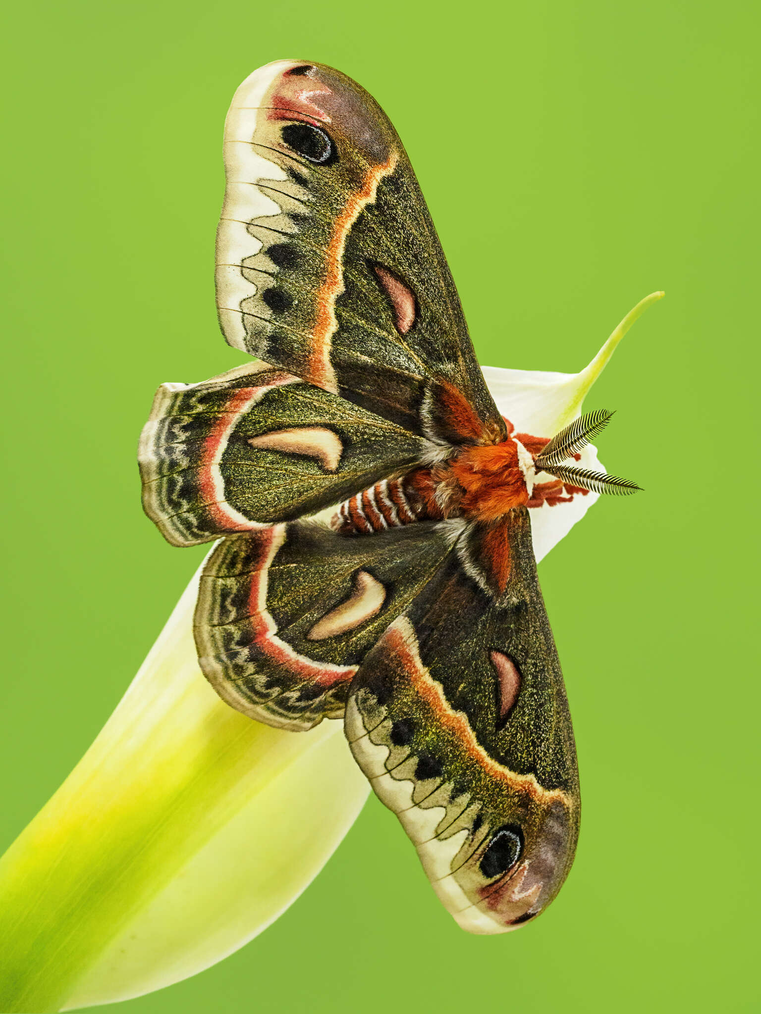 11 Tips for Photographing Butterflies | OM SYSTEM