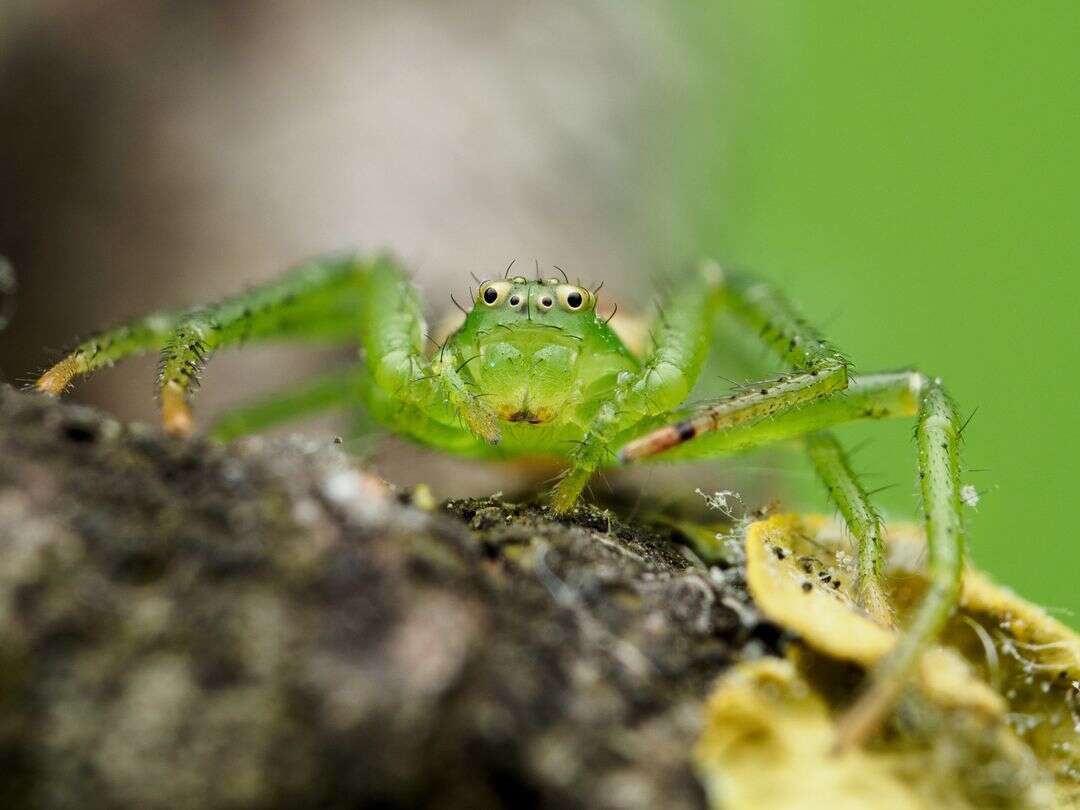 Macro Photography: Focus Stacking or Single Shot | OM SYSTEM