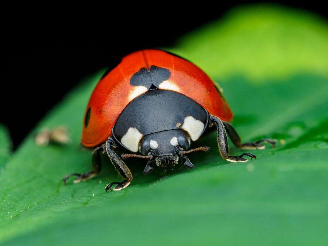 Macro Photography: Focus Stacking or Single Shot | OM SYSTEM
