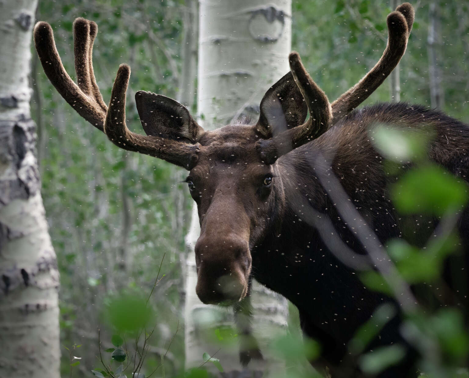 Photographing Moose with the M.Zuiko 100-400mm 5.0-6.3 IS | Olympus