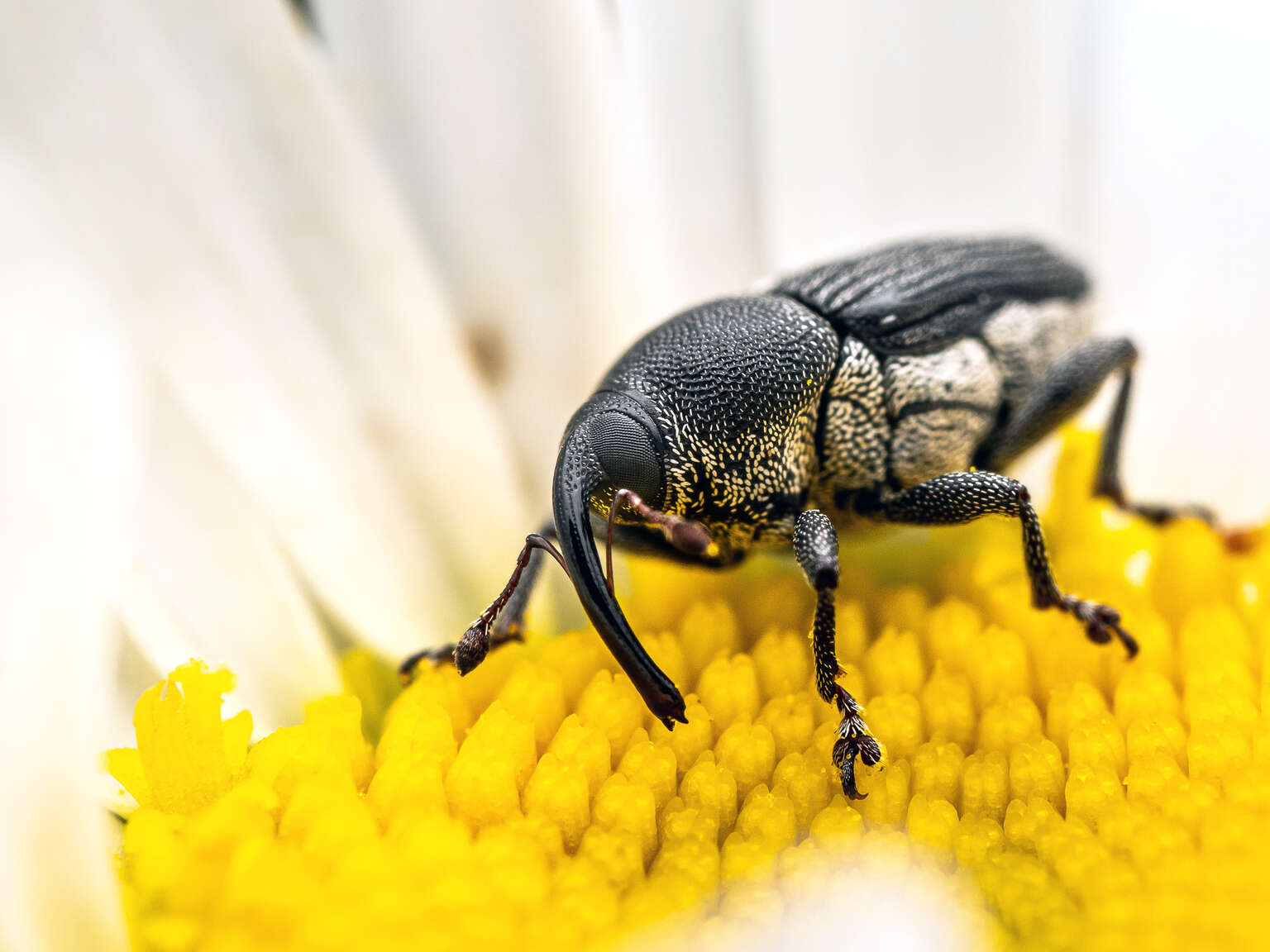 Finding Macro Subjects in the Field | OM SYSTEM