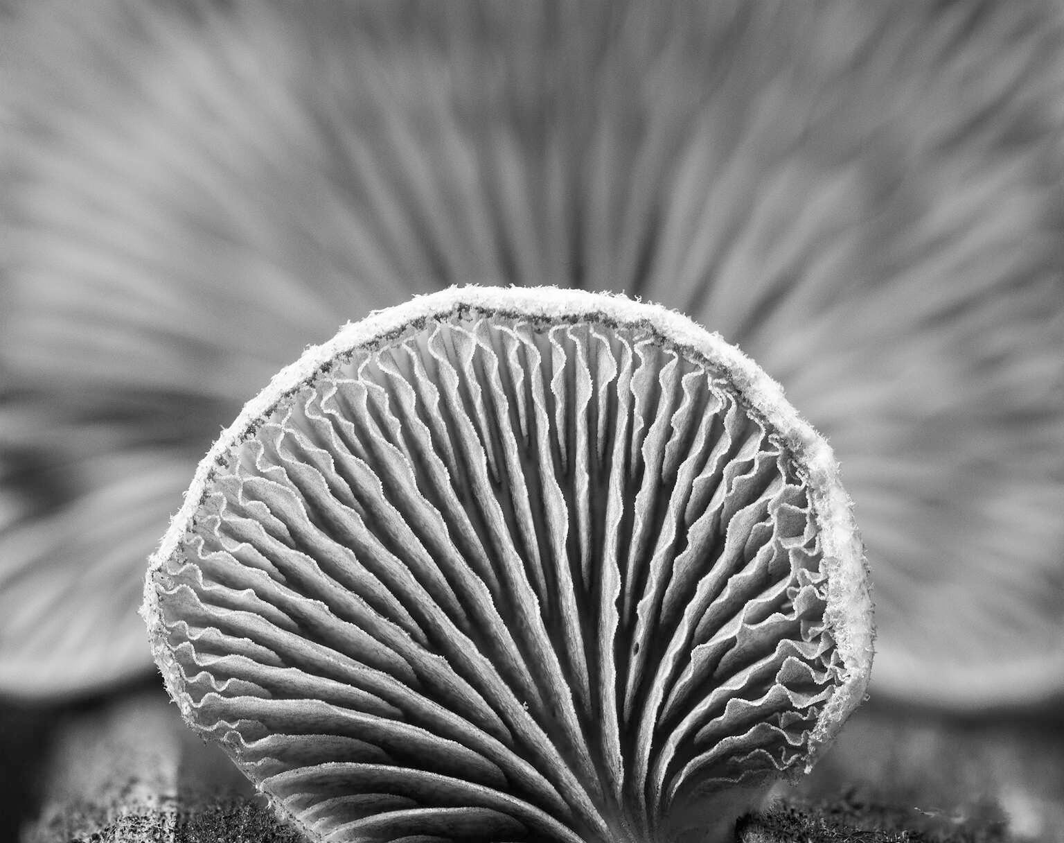 Natural Abstracts in Photography | OM SYSTEM