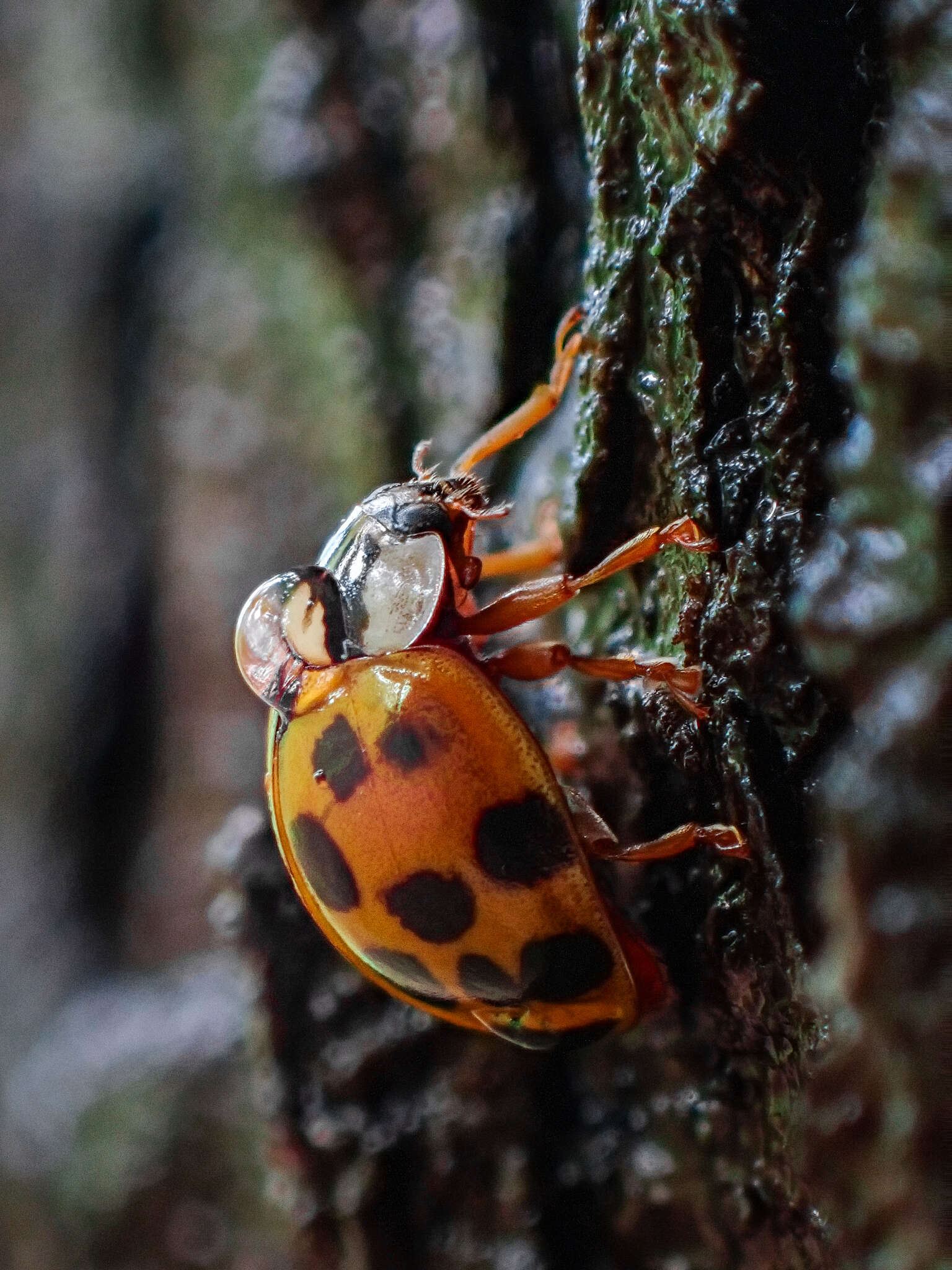 TG-7 Focus Stacking & Bracketing | OM SYSTEM