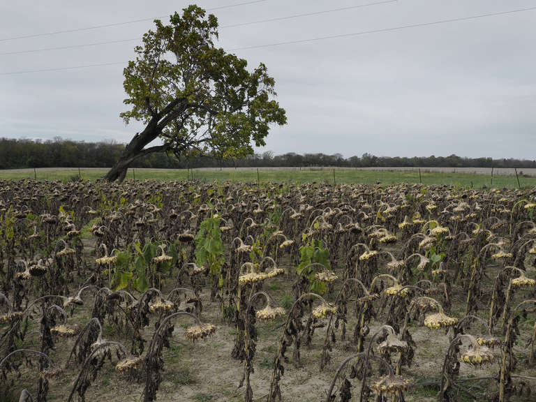 10 Tips for Great Sunflower Photography | OM SYSTEM